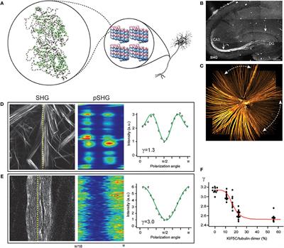 Frontiers | Harmonic Generation Microscopy 2.0: New Tricks Empowering ...