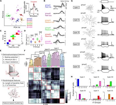 Frontiers | Global Jitter Motion of the Retinal Image Dynamically ...