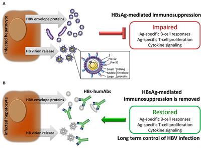 Frontiers | Human Monoclonal Antibodies as Adjuvant Treatment of ...
