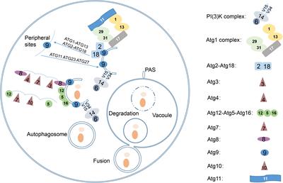 Frontiers | Conserved Autophagy Pathway Contributes to Stress Tolerance ...
