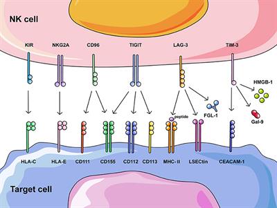 Frontiers | The Rise of NK Cell Checkpoints as Promising Therapeutic ...