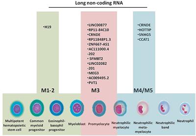 Frontiers | Long Non-coding RNAs in Myeloid Malignancies
