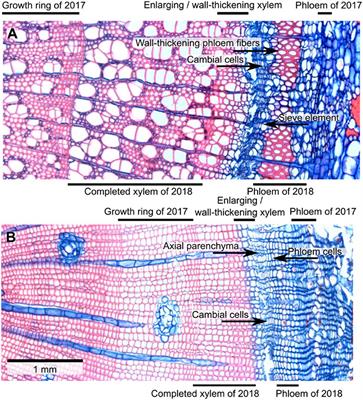 Frontiers | Seasonal Vascular Tissue Formation in Four Boreal Tree ...