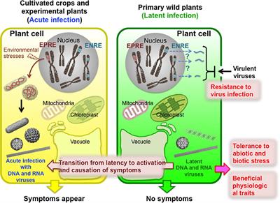 Plant Virus Replication