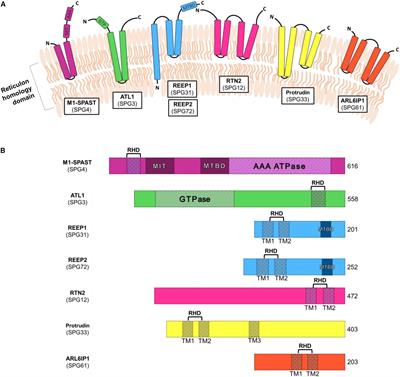 Frontiers | NeurodegenERation: The Central Role for ER Contacts in ...
