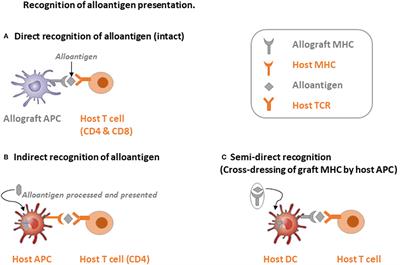 Frontiers | Mechanisms of Immune Tolerance in Liver Transplantation ...