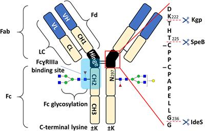 Frontiers | Proteoform-Resolved FcɤRIIIa Binding Assay for Fab ...