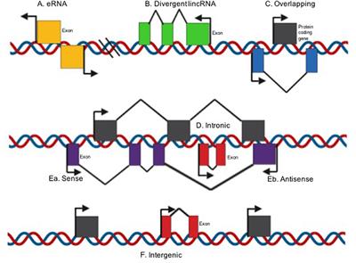 Frontiers | LncRNAs as Regulators of Autophagy and Drug Resistance in ...