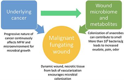 Frontiers | The Microbiome, Malignant Fungating Wounds, and Palliative Care