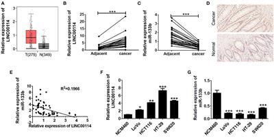 Frontiers | Long Non-coding RNA LINC00114 Facilitates Colorectal Cancer ...