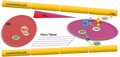 Frontiers | Red Blood Cell Deformability, Vasoactive Mediators, and ...