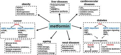 Frontiers | Metformin and Its Benefits for Various Diseases