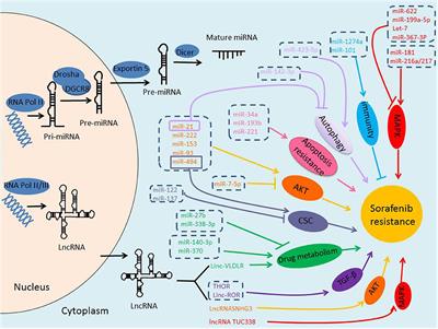 Frontiers | Non-coding RNAs: Emerging Regulators of Sorafenib ...