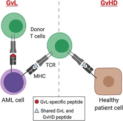 Frontiers | The Graft-Versus-Leukemia Effect in AML