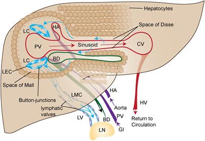 Frontiers | Emerging Roles for Lymphatics in Chronic Liver Disease