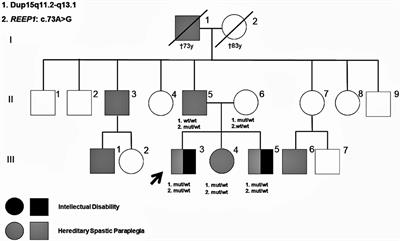 Frontiers | Hereditary Spastic Paraplegia and Intellectual Disability ...