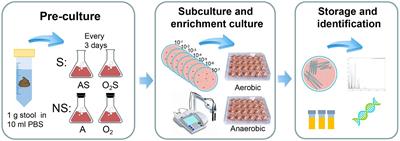 Frontiers | Optimization of Culturomics Strategy in Human Fecal Samples