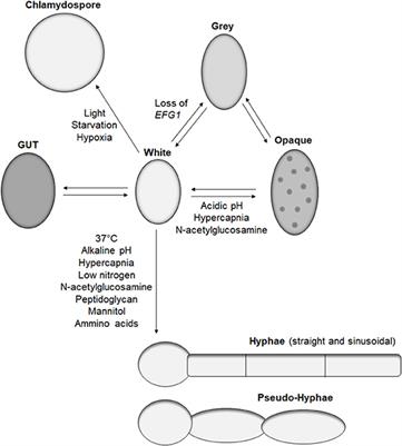 Frontiers | Face/Off: The Interchangeable Side of Candida Albicans