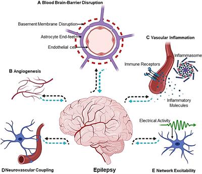 Frontiers | Vascular Integrity and Signaling Determining Brain ...