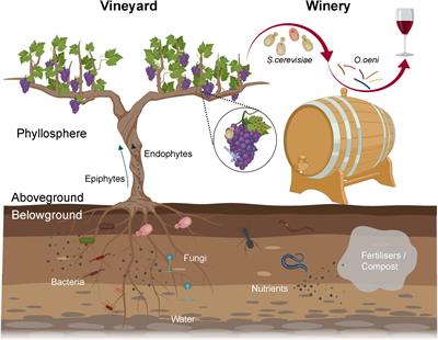 Frontiers | From the Vineyard to the Winery: How Microbial Ecology ...