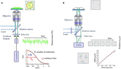 Frontiers | Anomalous Subdiffusion in Living Cells: Bridging the Gap ...