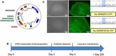 Frontiers | Long Term Gene Expression in Human Induced Pluripotent Stem ...