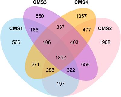 Frontiers | A Middle-Out Modeling Strategy to Extend a Colon Cancer ...