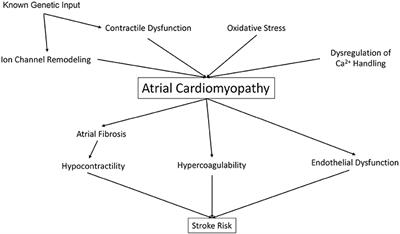 Frontiers | Atrial Cardiomyopathy: An Unexplored Limb of Virchow's ...