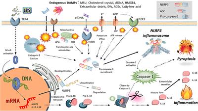 Frontiers | Role of the NLRP3 Inflammasome in Preeclampsia