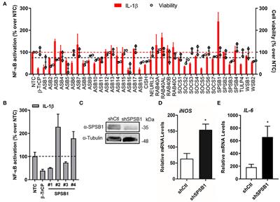 Frontiers | Cullin-5 Adaptor SPSB1 Controls NF-κB Activation Downstream ...