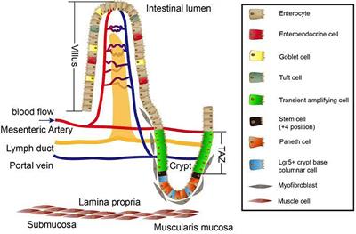 Frontiers | Role of FGF10/FGFR2b Signaling in Mouse Digestive Tract ...