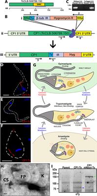 Frontiers | Identification and Localization of the First Known Proteins ...