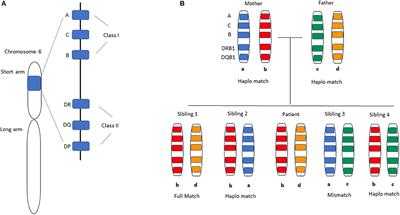 Frontiers | Key Aspects of the Immunobiology of Haploidentical ...