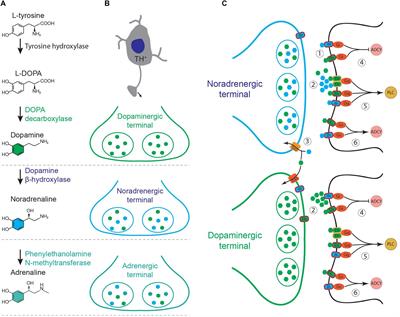 Epinephrine And Norepinephrine Feedback Loop