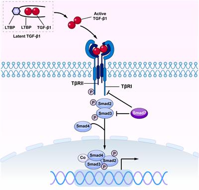 Frontiers | Diverse Role of TGF-β in Kidney Disease