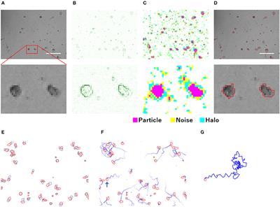 Phase Contrast Microscopy