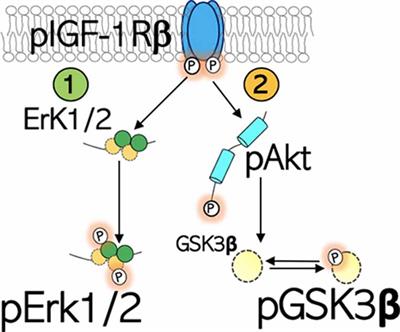 Frontiers | Disc1 Carrier Mice Exhibit Alterations in Neural pIGF-1Rβ ...