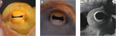 Frontiers | The Eye of the Common Octopus (Octopus vulgaris)