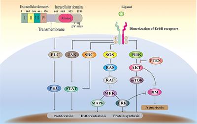 Afatinib Mechanism Of Action