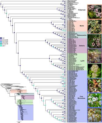 Land Plant Phylogenetic Tree