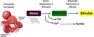 Frontiers | Heme-Derived Metabolic Signals Dictate Immune Responses