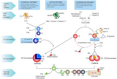 Frontiers | Inflammaging and Complement System: A Link Between Acute ...