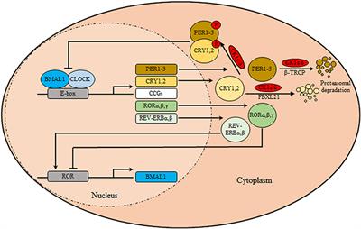 Frontiers | Insights About Circadian Clock and Molecular Pathogenesis ...