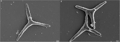 Frontiers | Elevated pCO2 Level Affects the Extracellular Polymer ...