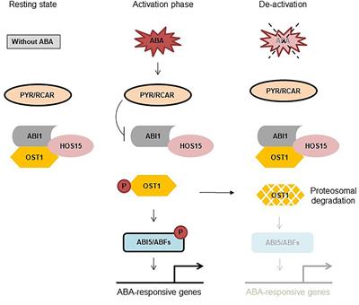 Frontiers | Desensitization of ABA-Signaling: The Swing From Activation ...