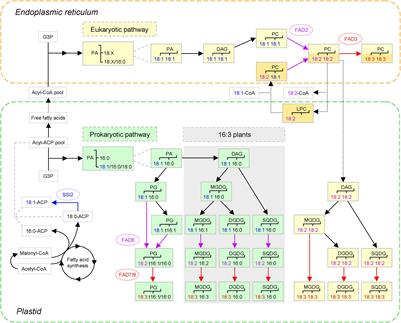 Fatty Acid Synthesis Pathway Diagram