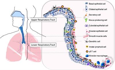 Respiratory Epithelium