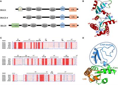Frontiers | Characterizing the Binding Sites for GK Domain of DLG1 and ...