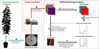 Frontiers | ATR-FTIR Microspectroscopy Brings a Novel Insight Into the ...
