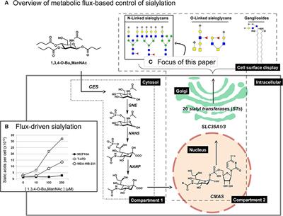 Frontiers | Cell Line-, Protein-, and Sialoglycosite-Specific Control ...